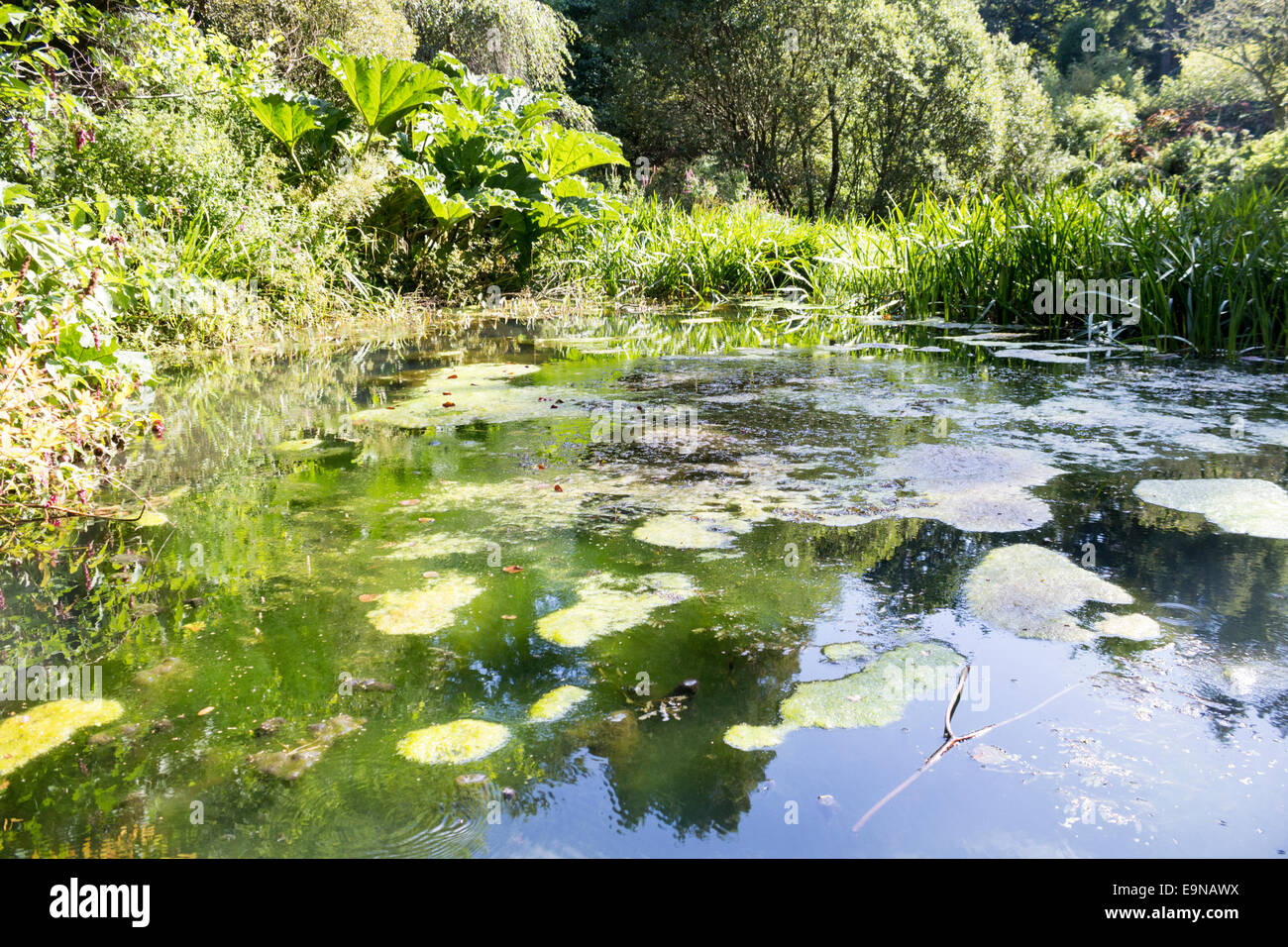 Reflective and scenic pond Stock Photo - Alamy