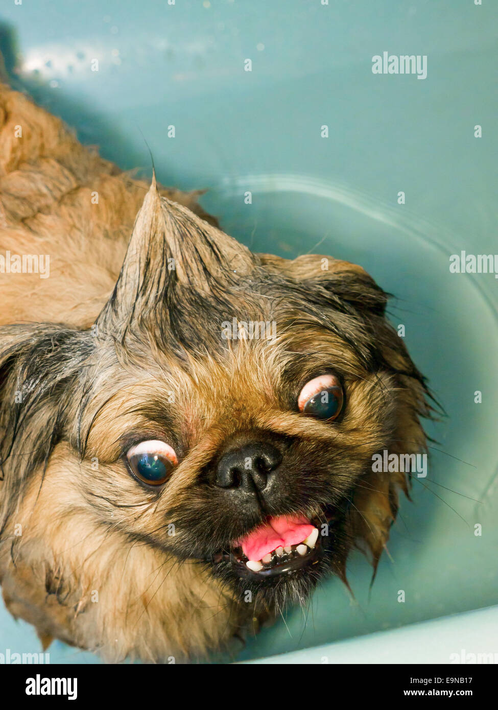 Pekines hi-res stock photography and images - Alamy