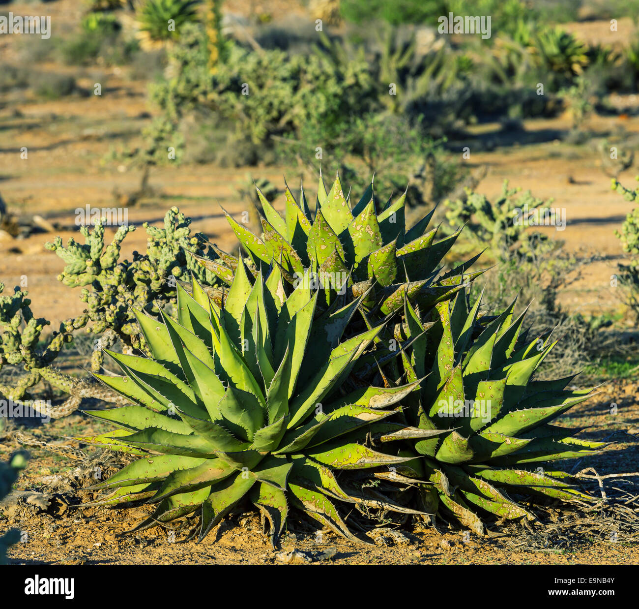 Cactus in Mexico Stock Photo - Alamy
