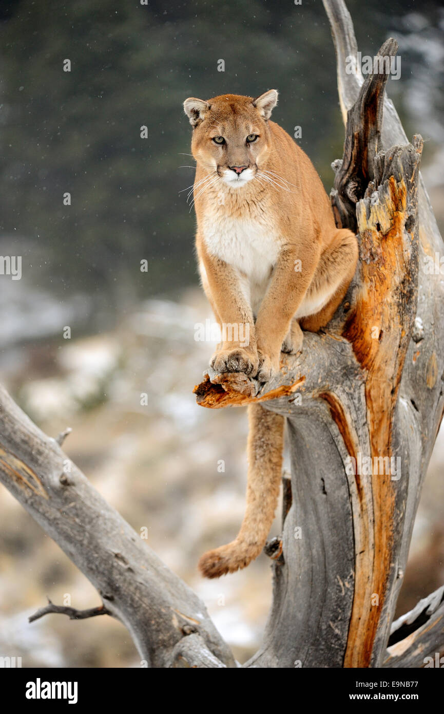 Cougar (Puma concolor)- captive in winter habitat, Bozeman, Montana ...