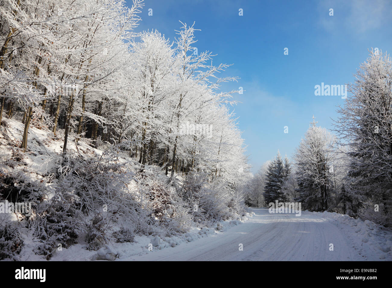 Snowy winter forest Stock Photo - Alamy