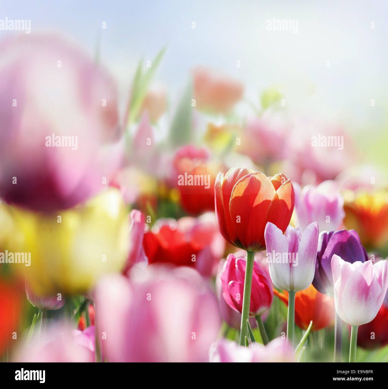 colorful tulips blooming Stock Photo - Alamy