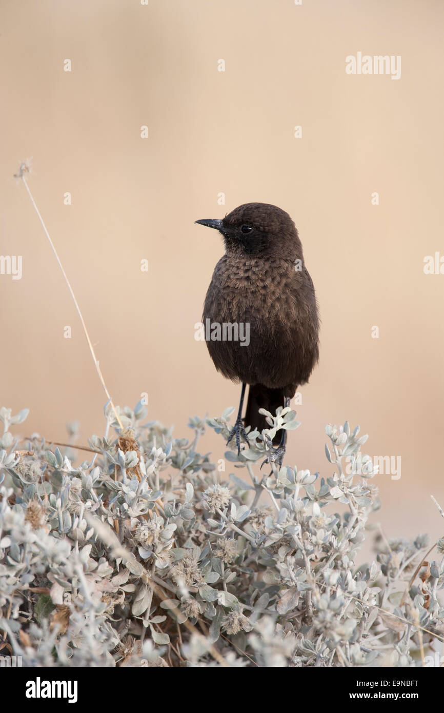 Southern anteating chat, Myrmecocichla formicivora, Kgalagadi ...