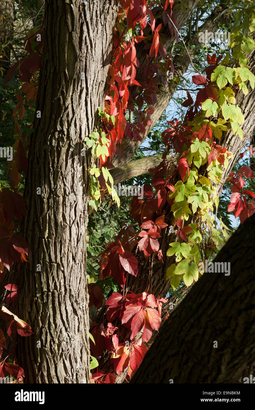 Grape wine tree hi-res stock photography and images - Alamy