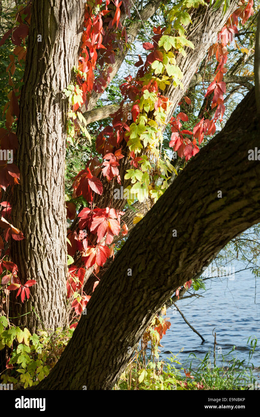 Tree with wine Stock Photo - Alamy