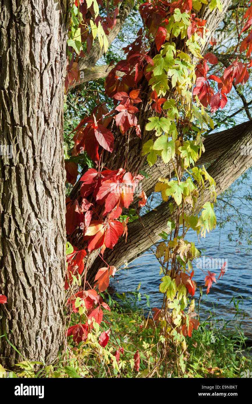 Grape vine trunk hi-res stock photography and images - Alamy