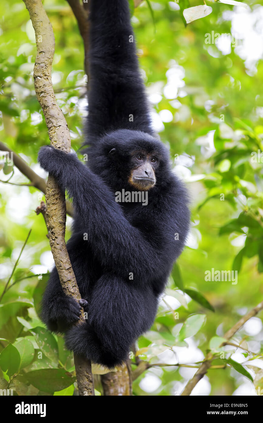 Asian gibbon hi-res stock photography and images - Alamy