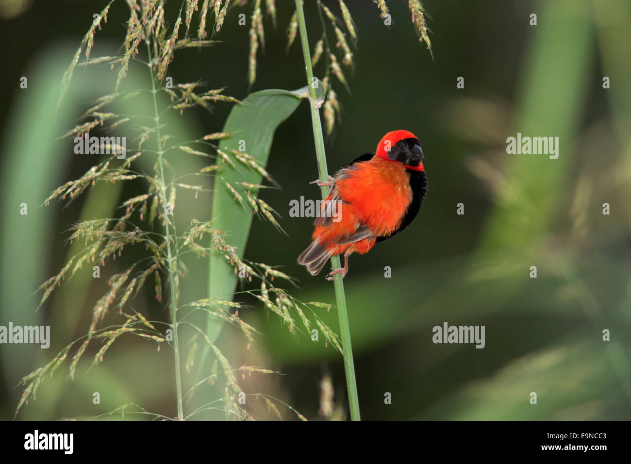 Southern red bishop, Euplectes orix, male in breeding plumage ...