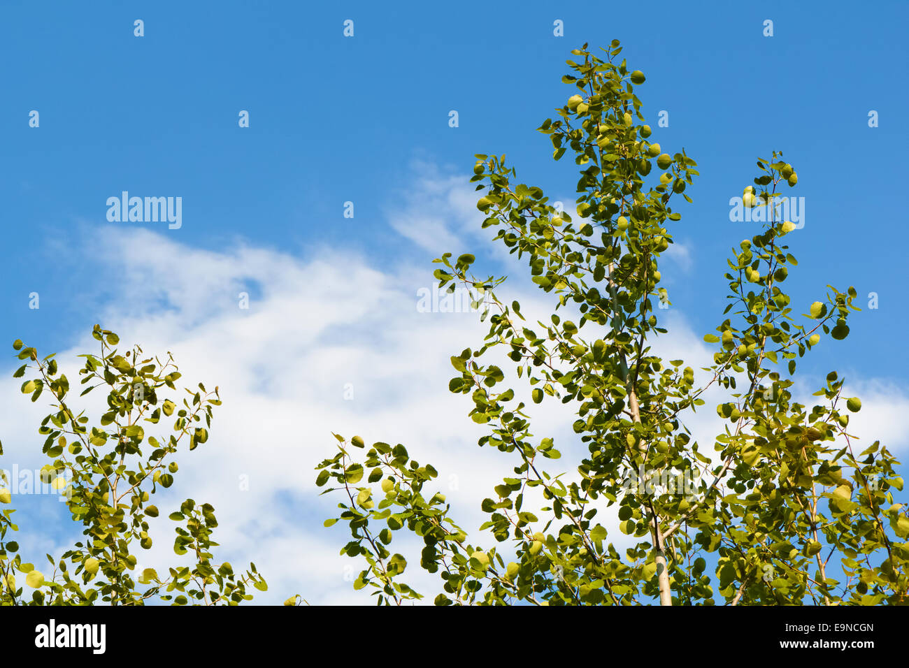 Summer aspen tree hi-res stock photography and images - Alamy