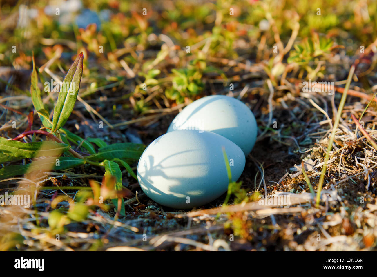 Avian eggs hi-res stock photography and images - Alamy