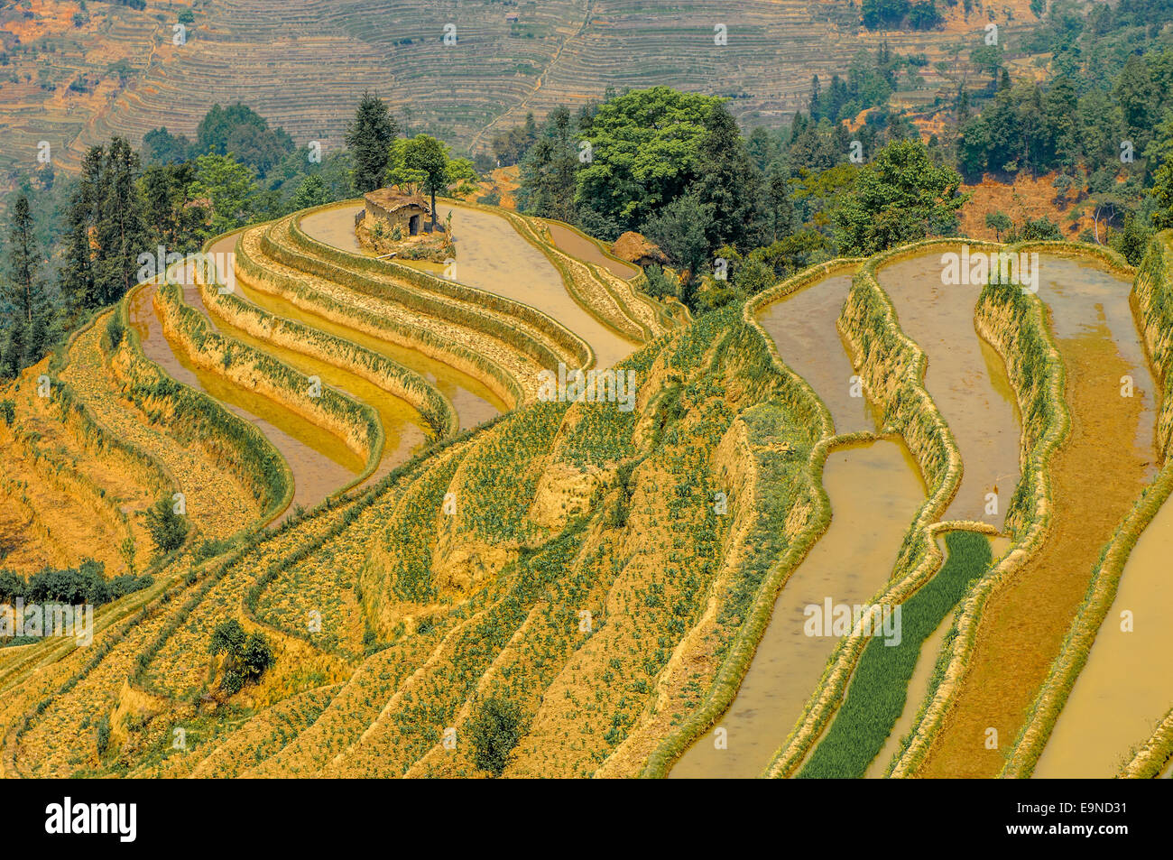 Rice terraces yuanyang yunnan china hi-res stock photography and images ...