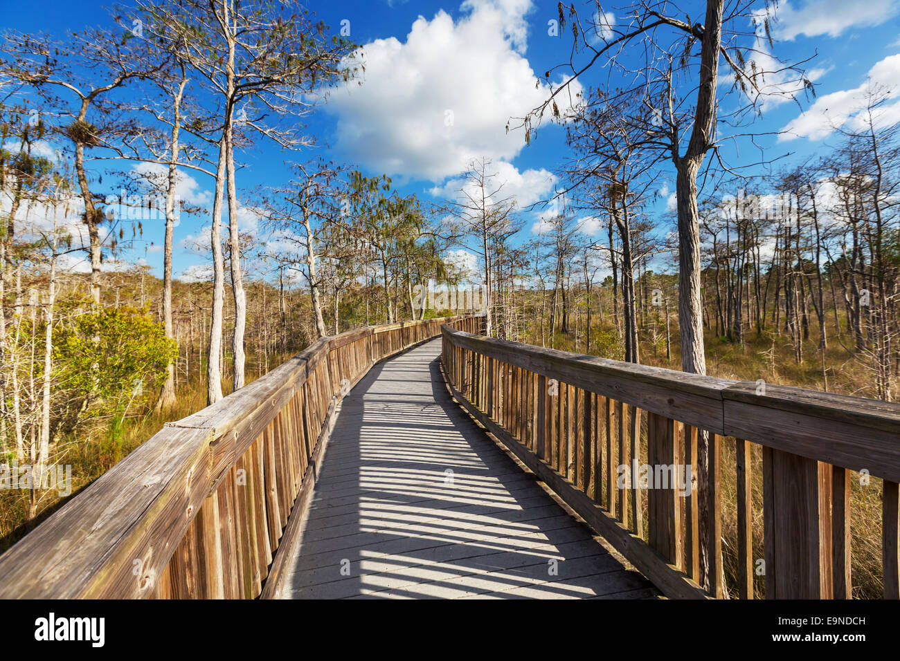Boardwalk in swamp Stock Photo - Alamy