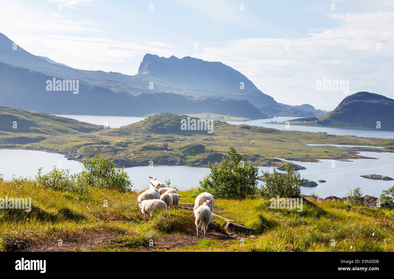 Sheep in Norway Stock Photo - Alamy