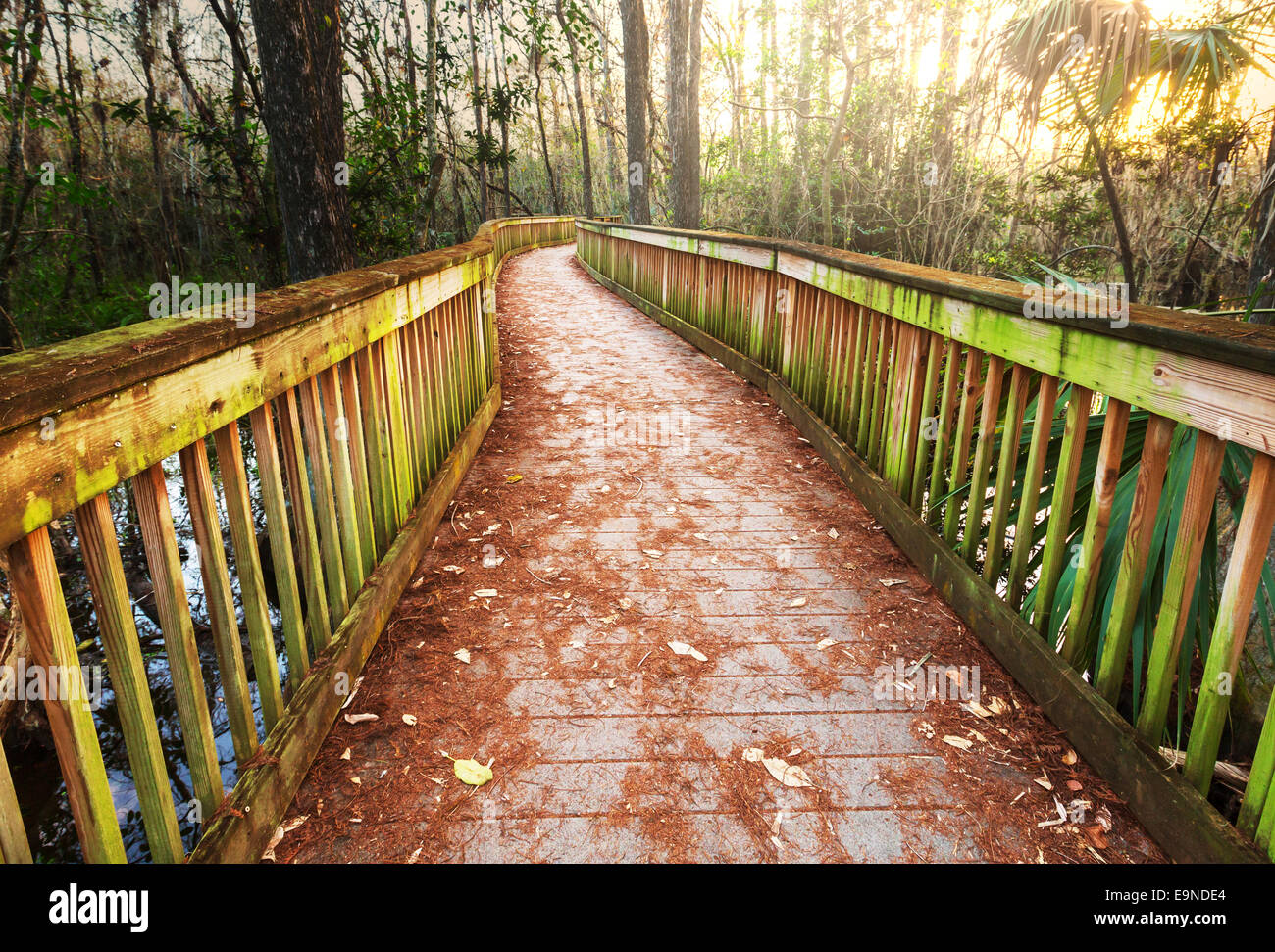 Boardwalk in swamp Stock Photo - Alamy