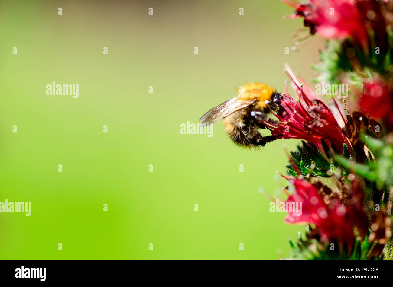 Red flowers with bee hi-res stock photography and images - Alamy