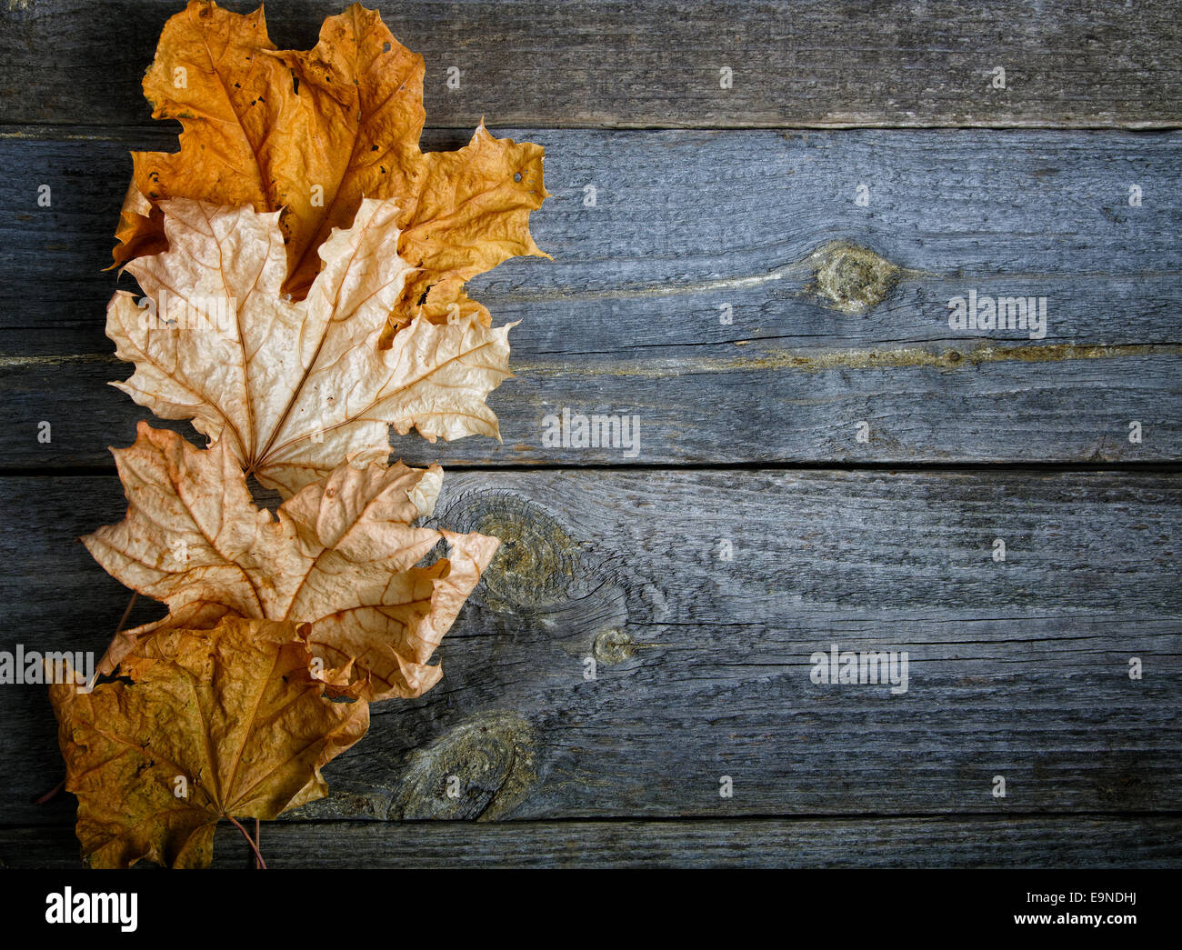 Old dry maple leaf hi-res stock photography and images - Alamy