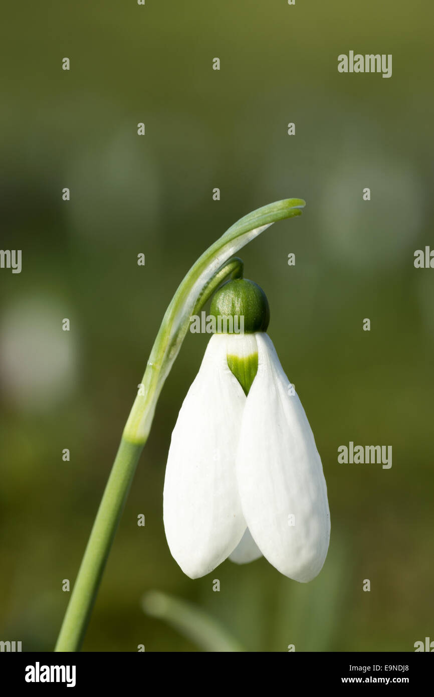 snow drop, galanthus Stock Photo - Alamy