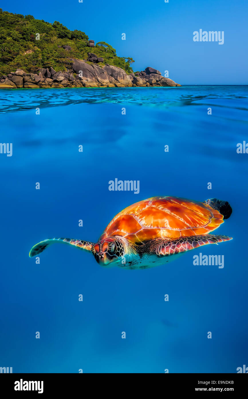 Hawksbill turtle hi-res stock photography and images - Alamy