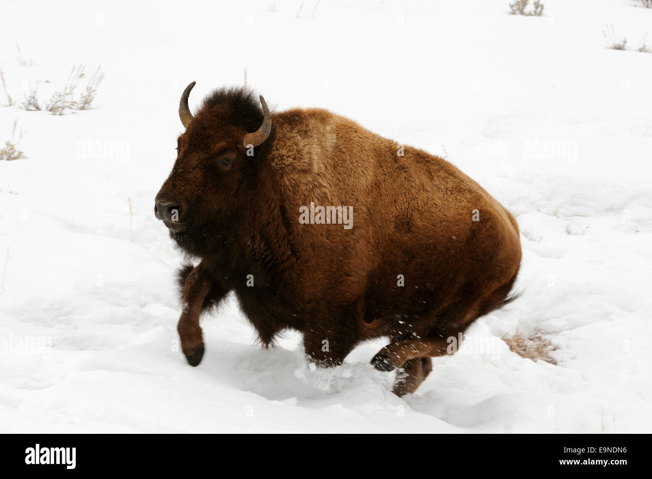 Fauna mammals vertebrates hi-res stock photography and images - Alamy