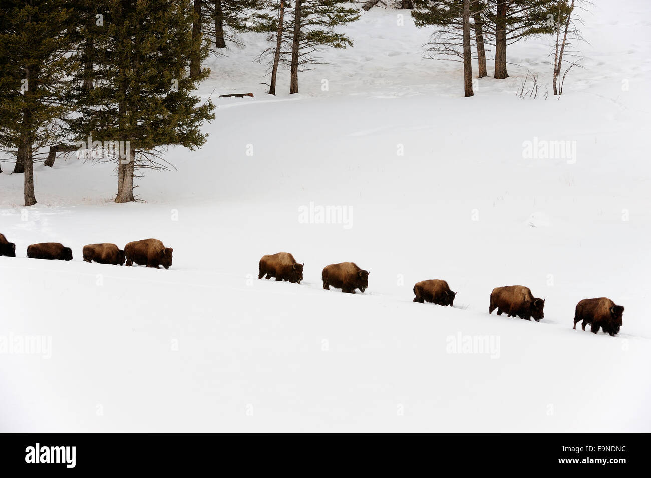 Bison bison herd walking hi-res stock photography and images - Alamy