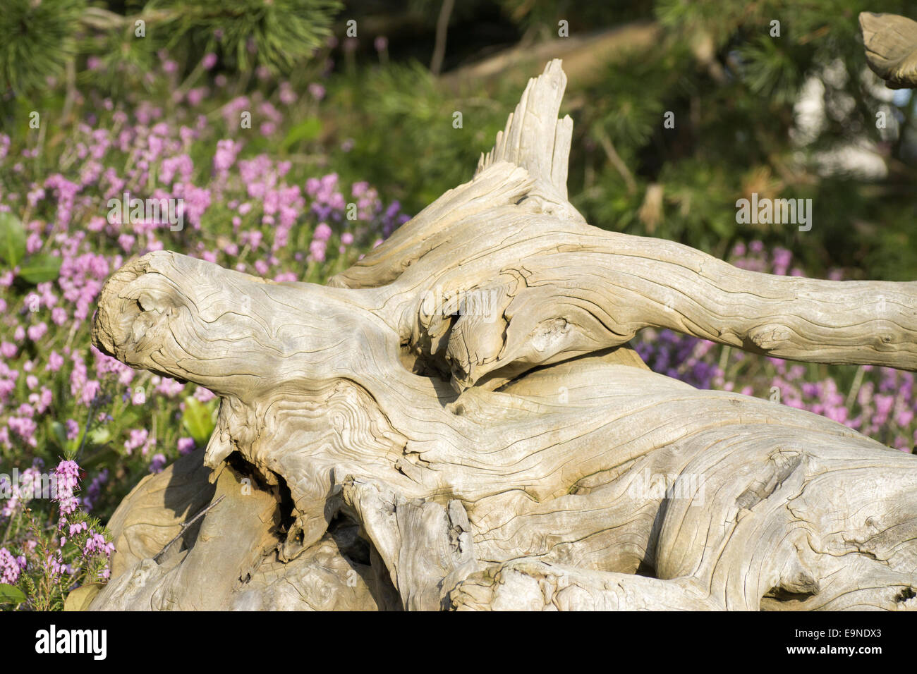 Old bizarre root Stock Photo - Alamy