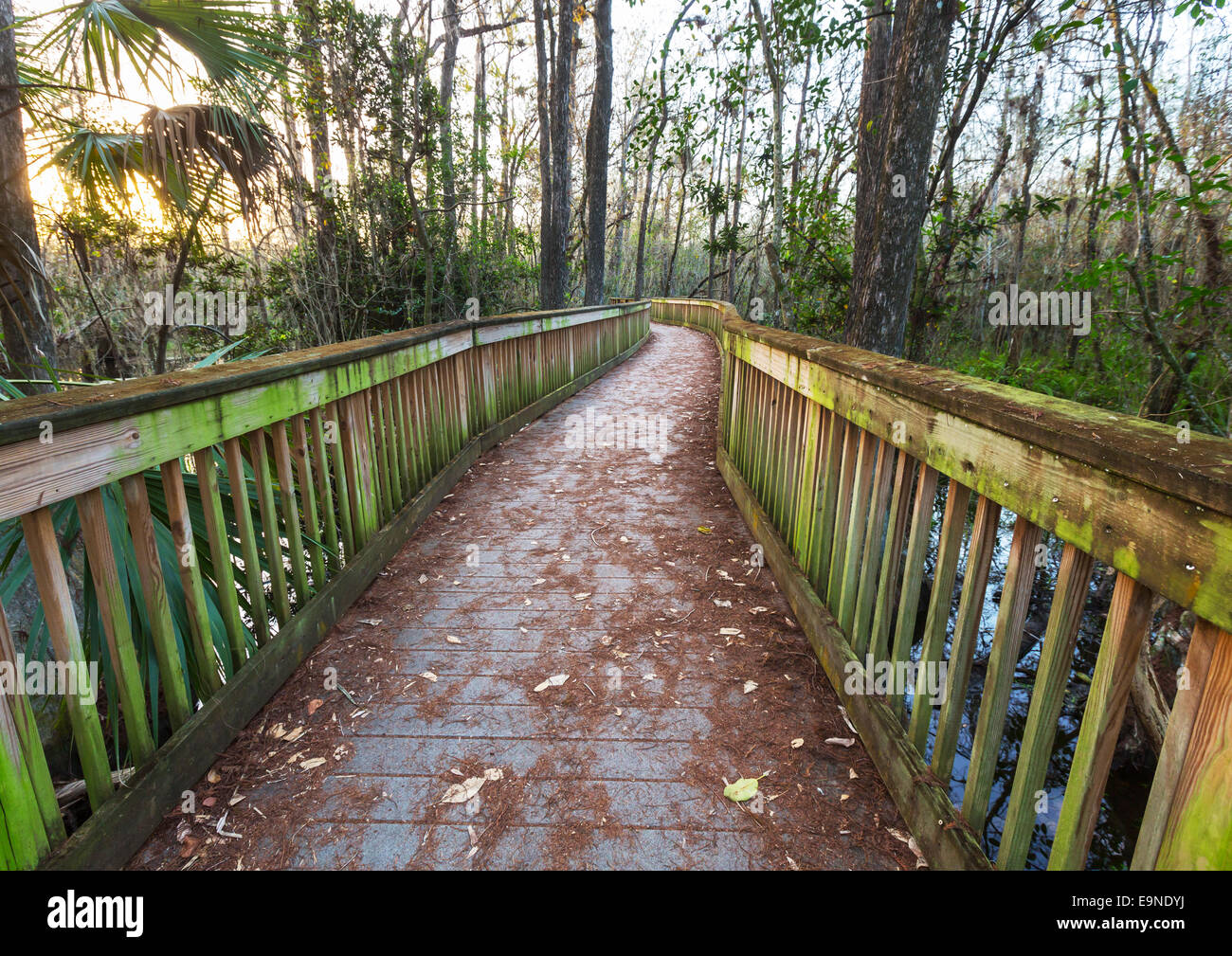 Boardwalk in swamp Stock Photo - Alamy