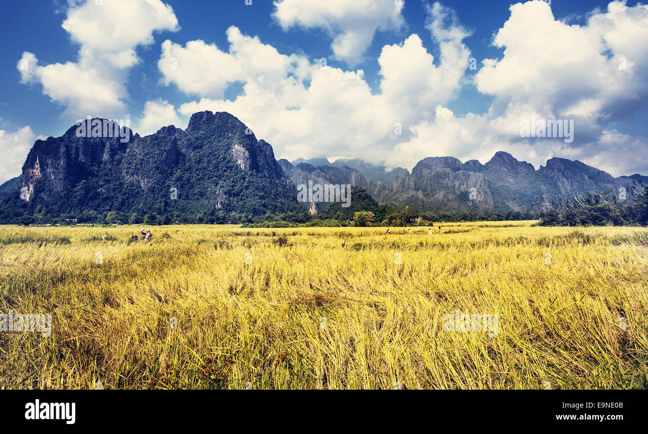 Rise field hi-res stock photography and images - Alamy