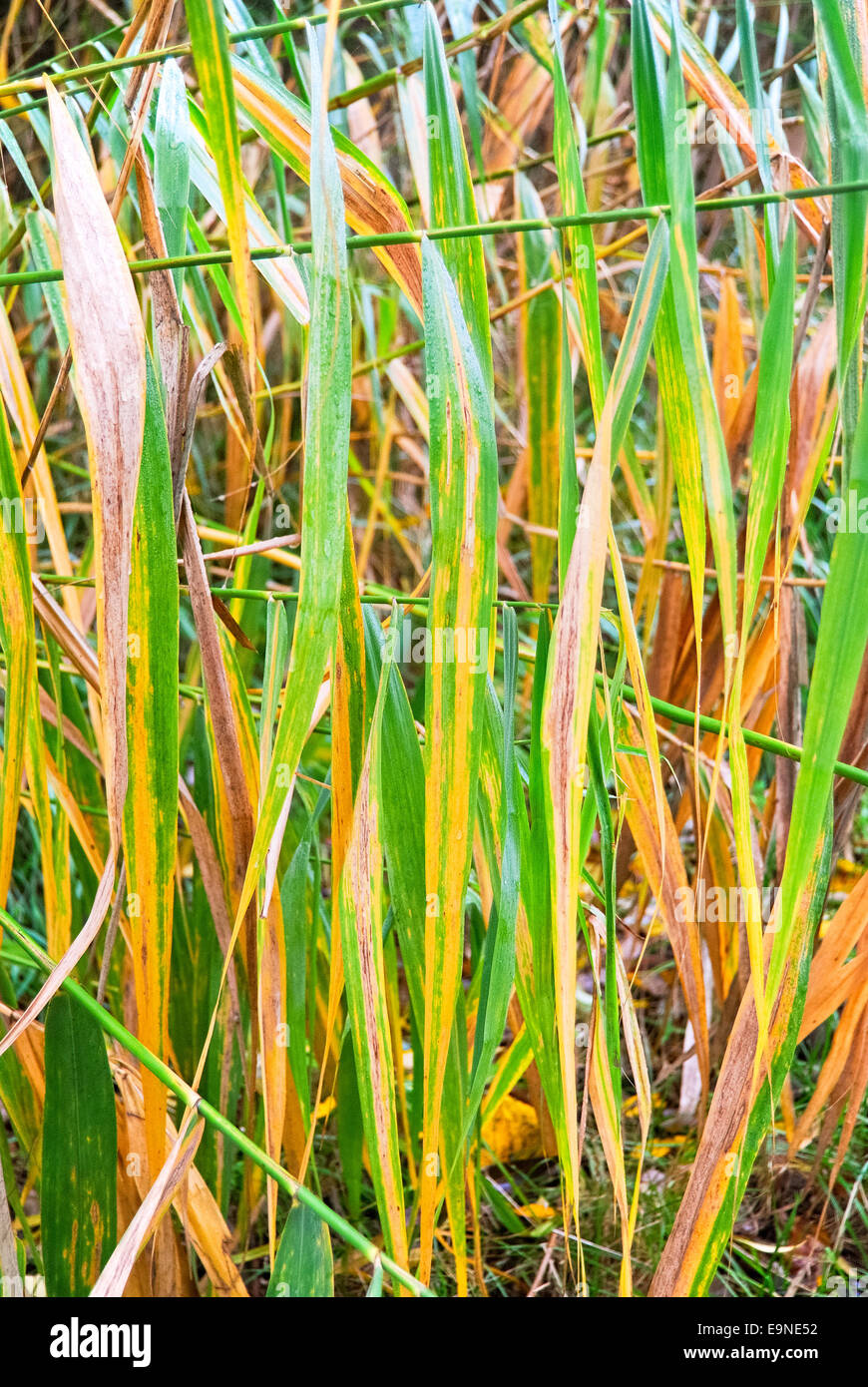 Reed leaves hi-res stock photography and images - Alamy
