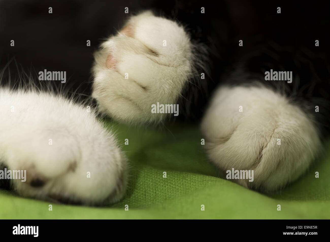 little cat's paw Stock Photo - Alamy