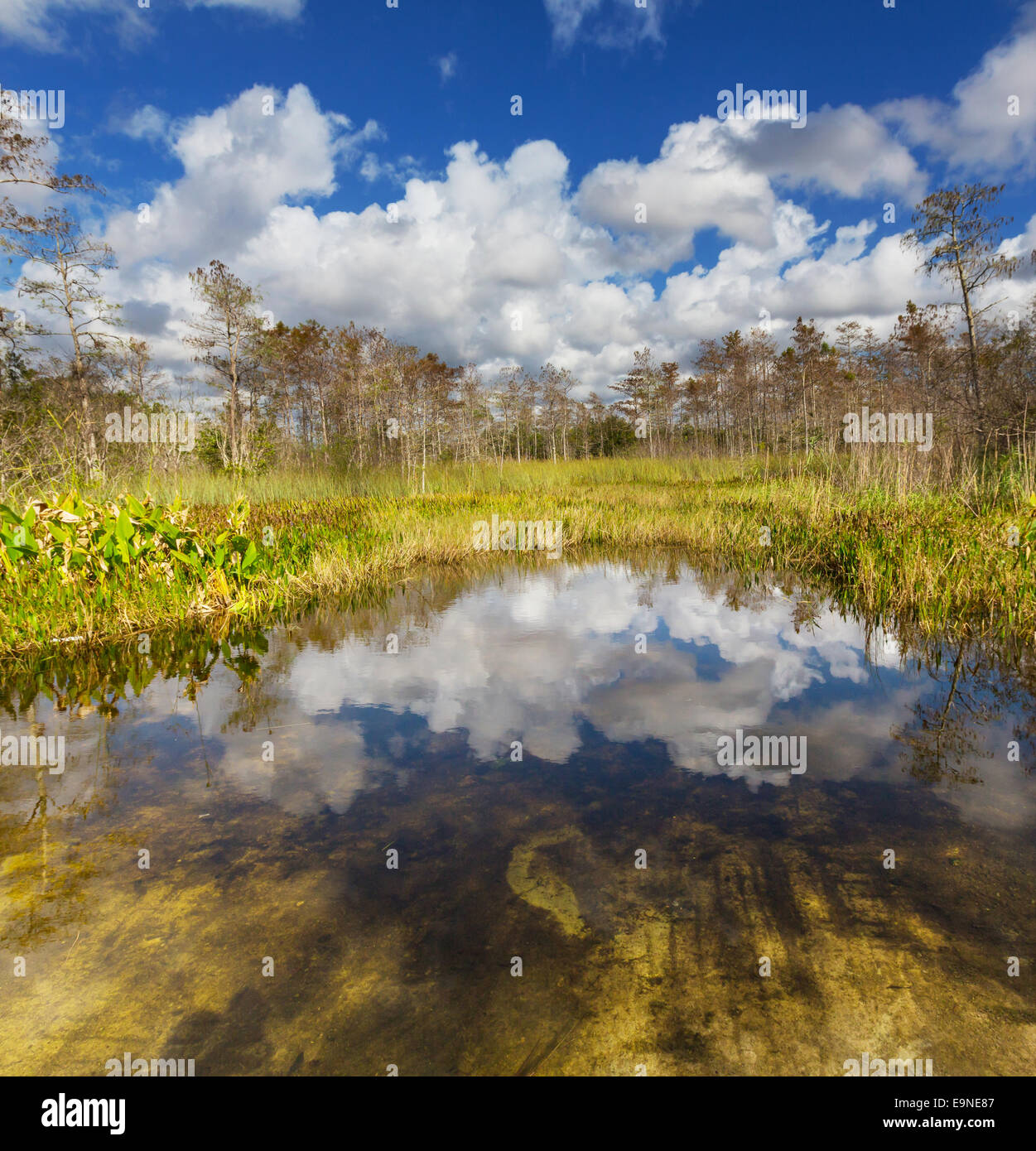Florida landscapes hi-res stock photography and images - Alamy