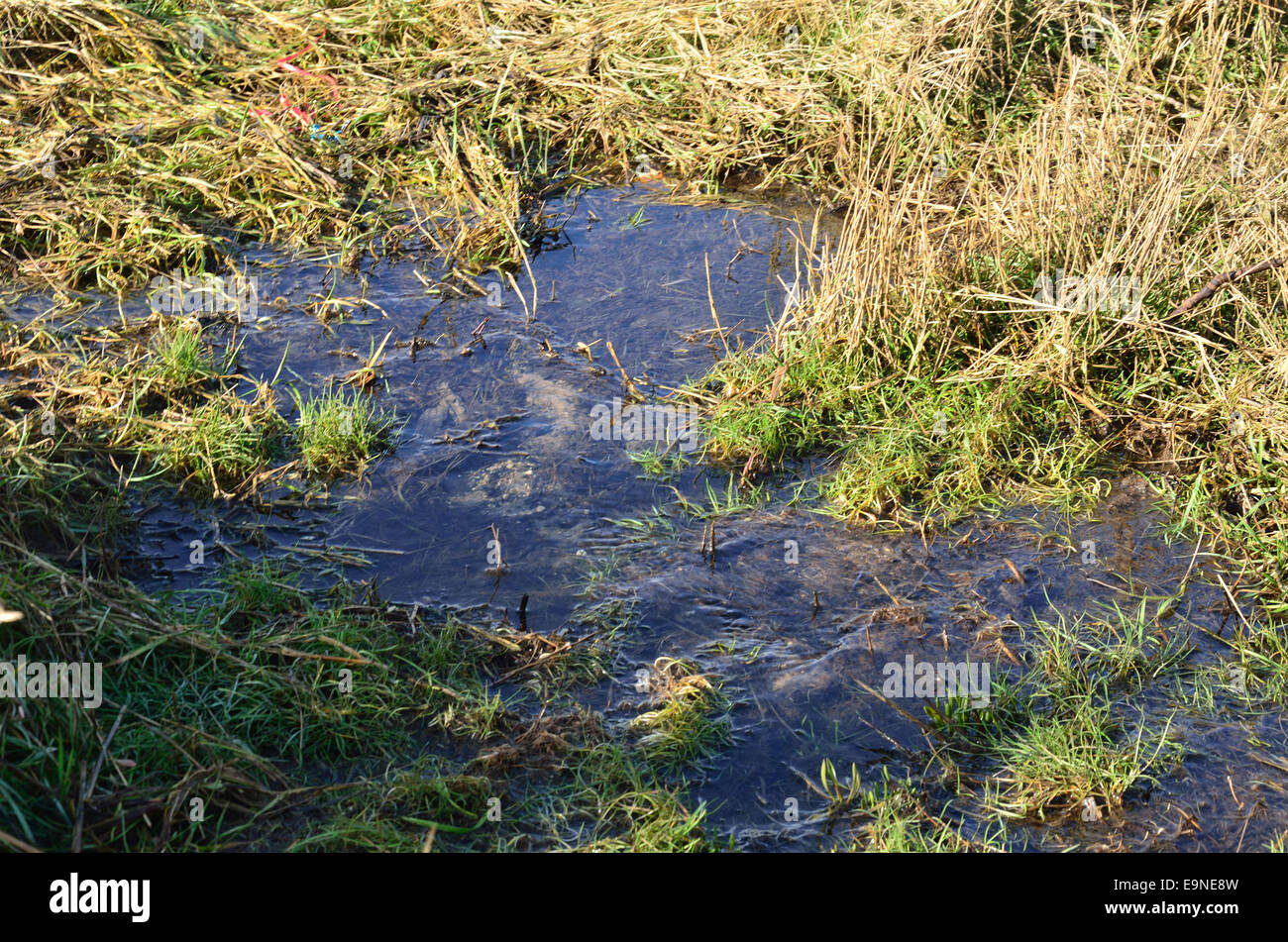 Small Puddle with grass Stock Photo - Alamy