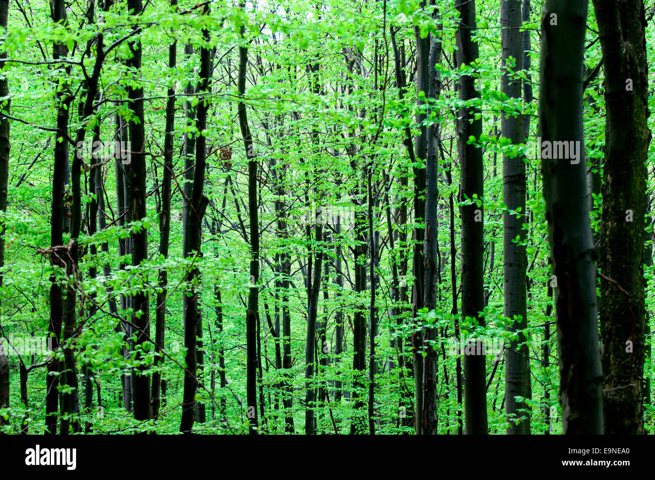 Fresh green forest Stock Photo - Alamy