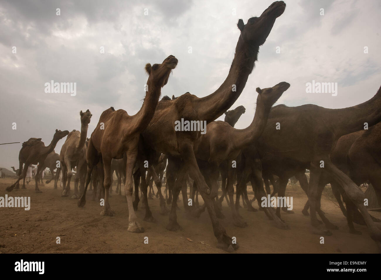 Rajasthan, India. 30th Oct, 2014. Camels are seen at a camel market on ...