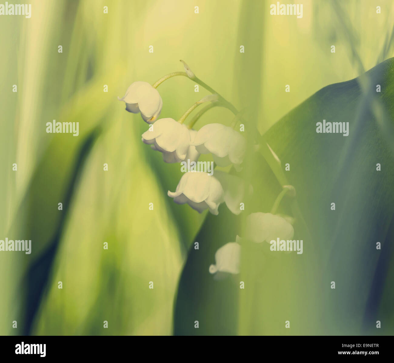 Lilly of the valley Stock Photo - Alamy