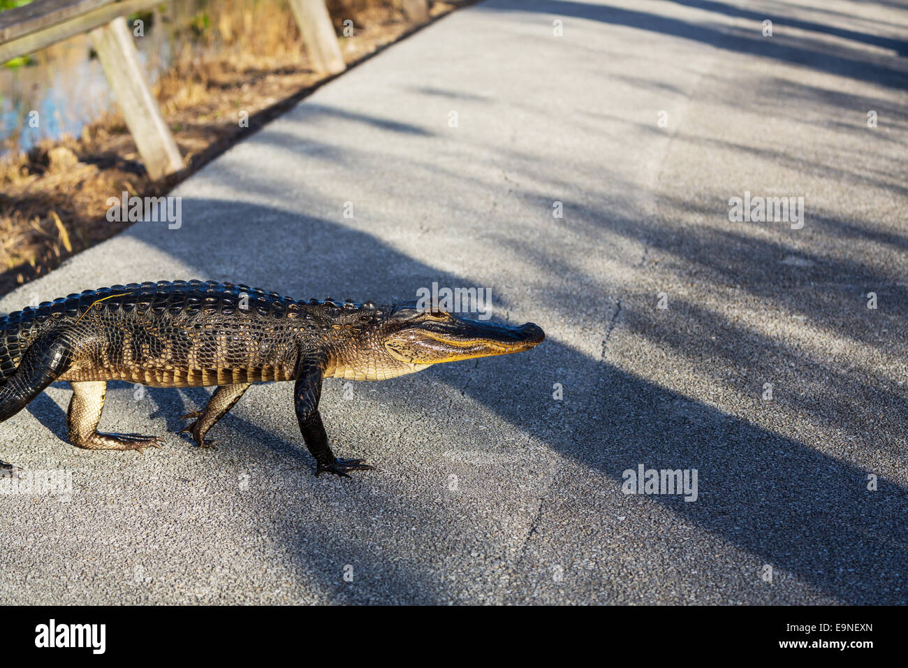 Closeup of alligator hi-res stock photography and images - Alamy