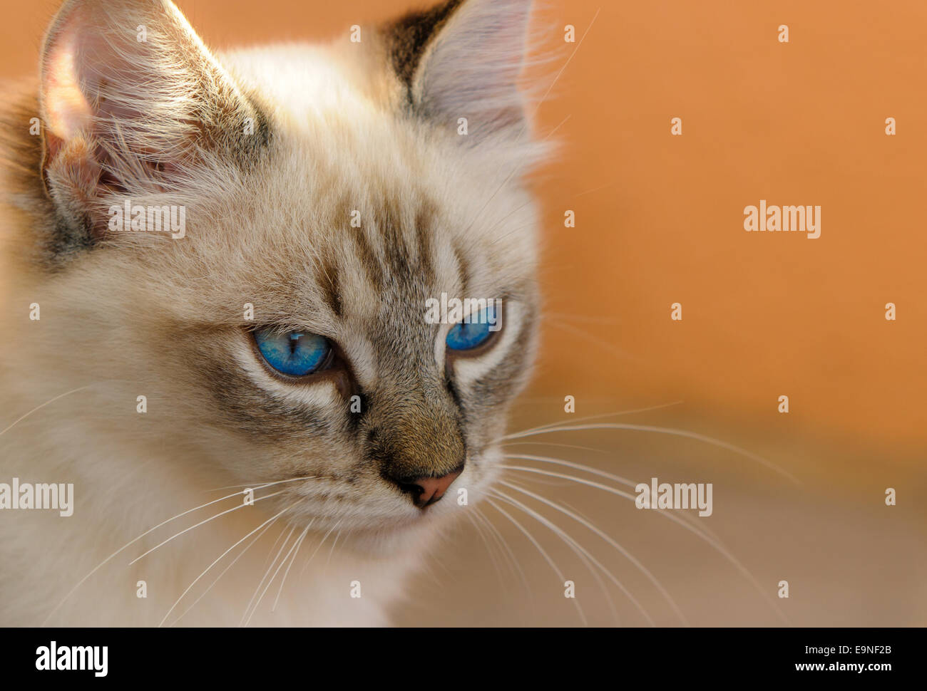 Deep blue eyes hi-res stock photography and images - Alamy