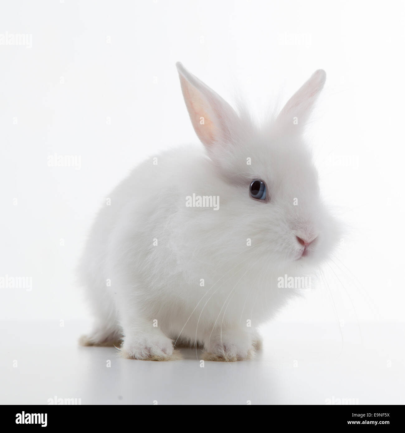 White rabbit isolated on white background Stock Photo - Alamy