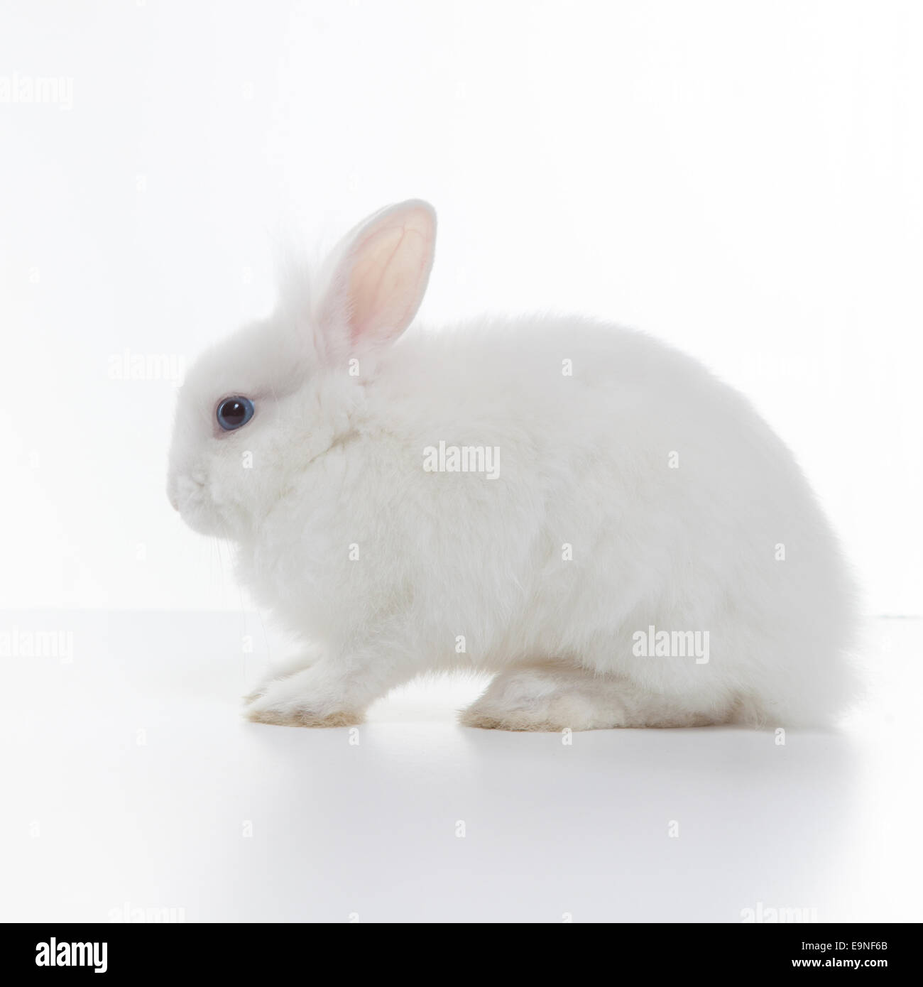 White rabbit isolated on white background Stock Photo - Alamy