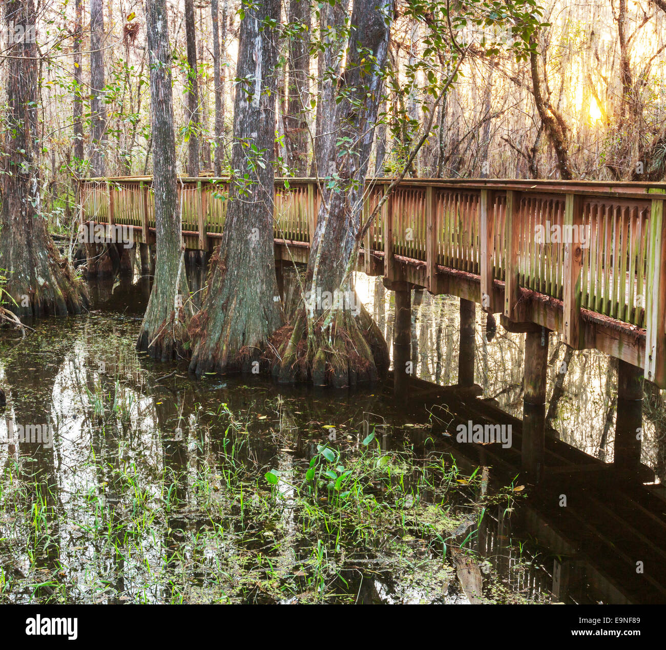 Boardwalk in swamp Stock Photo - Alamy