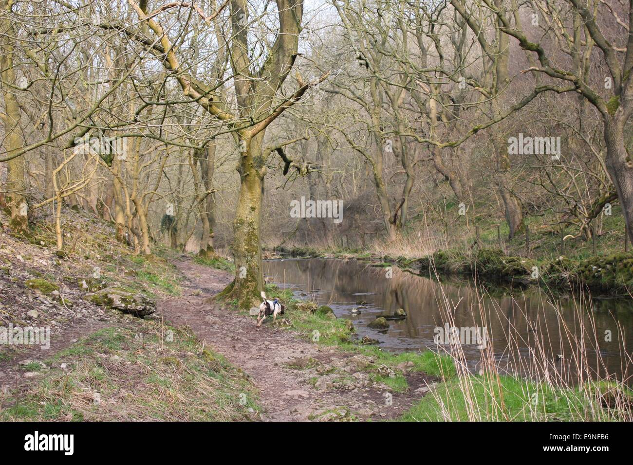 the river running through lathkill dale in the peak district national ...