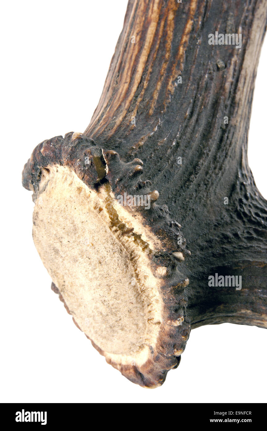 Antler texture hi-res stock photography and images - Alamy