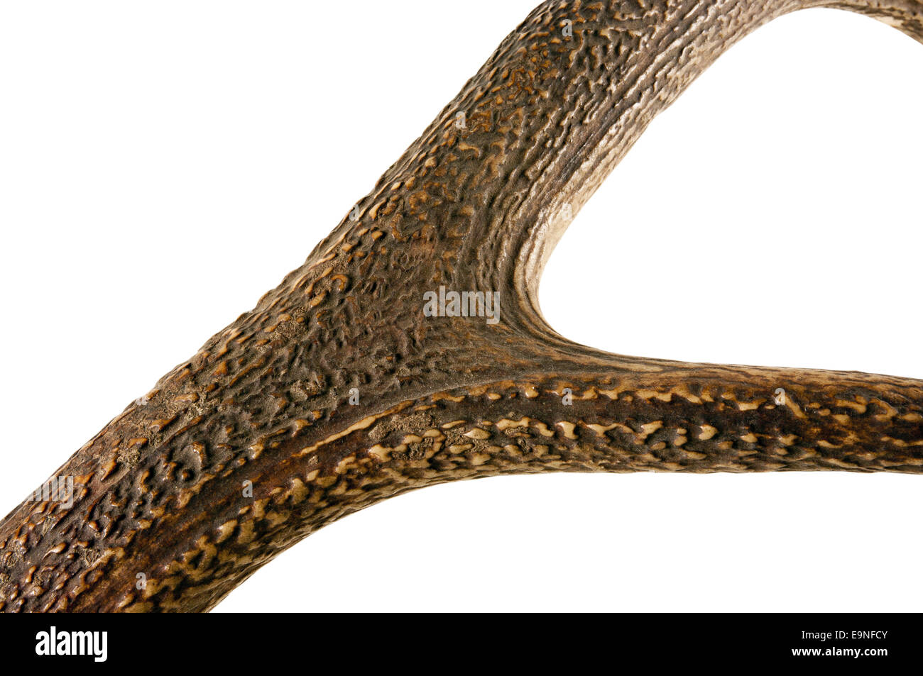 Antler hi-res stock photography and images - Alamy