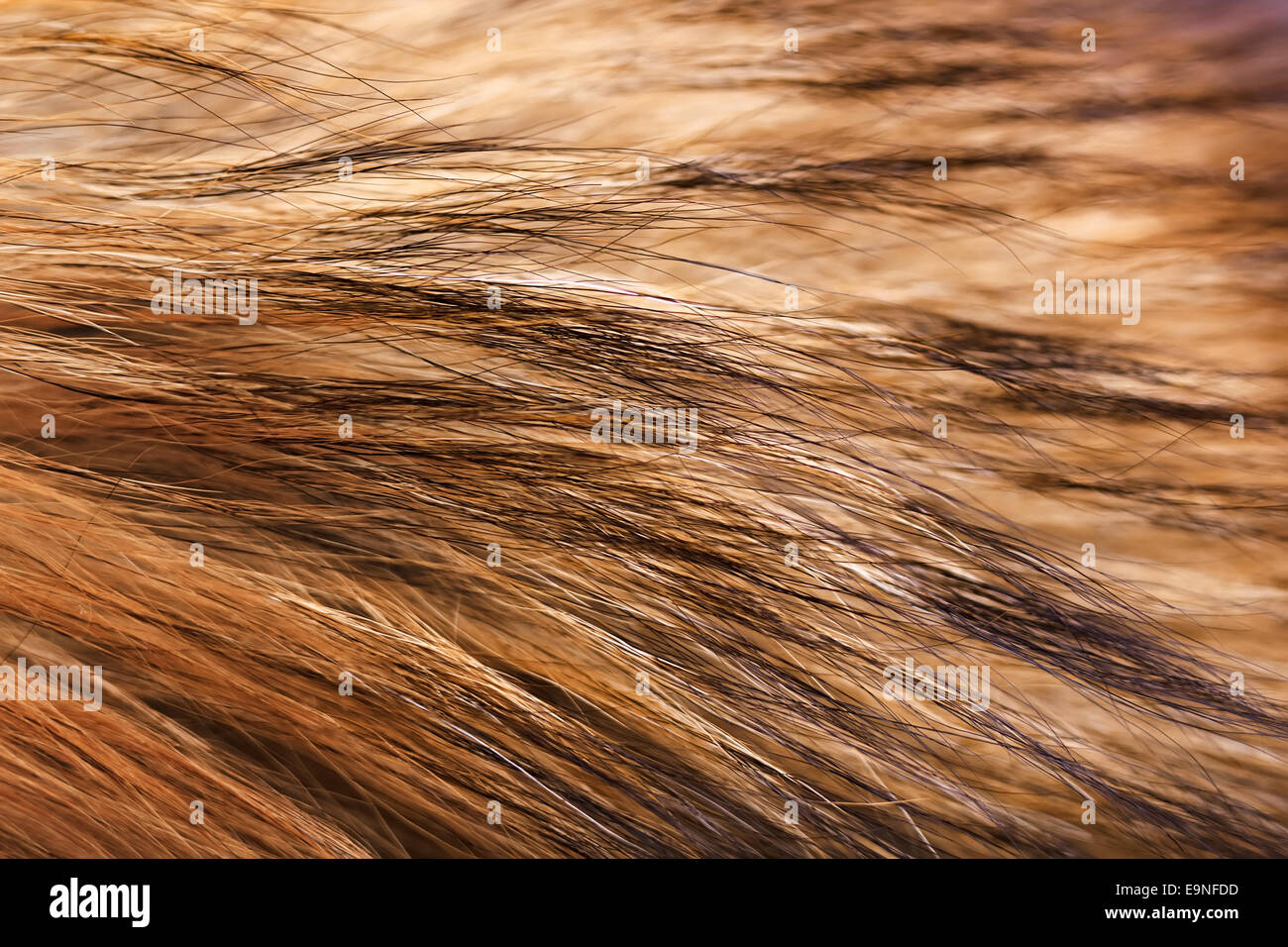 Raccoon fur coat hi-res stock photography and images - Alamy