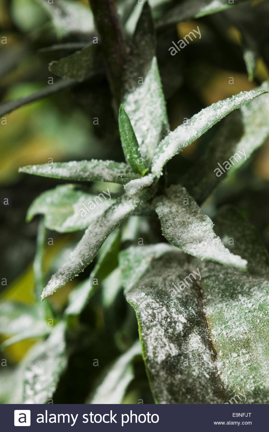 Fungal Disease Stock Photos & Fungal Disease Stock Images - Alamy