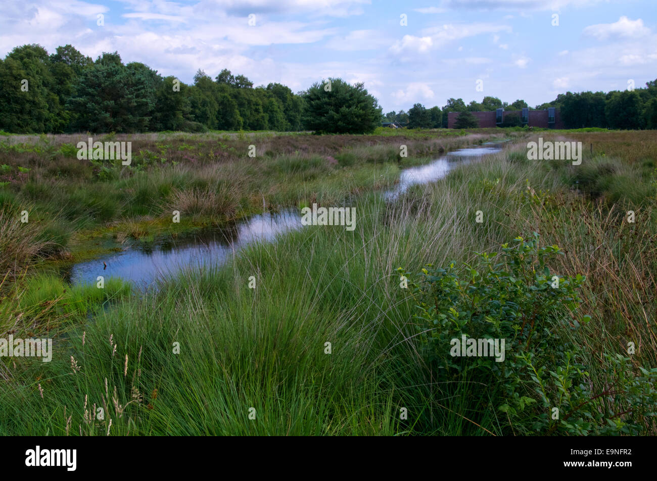 Moor landscape with plants Stock Photo - Alamy
