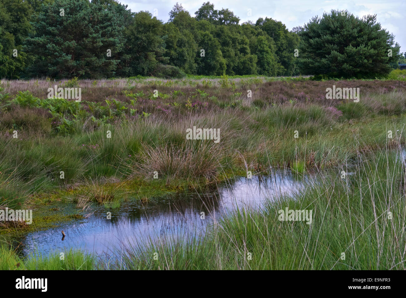 Moor landscape with plants Stock Photo - Alamy