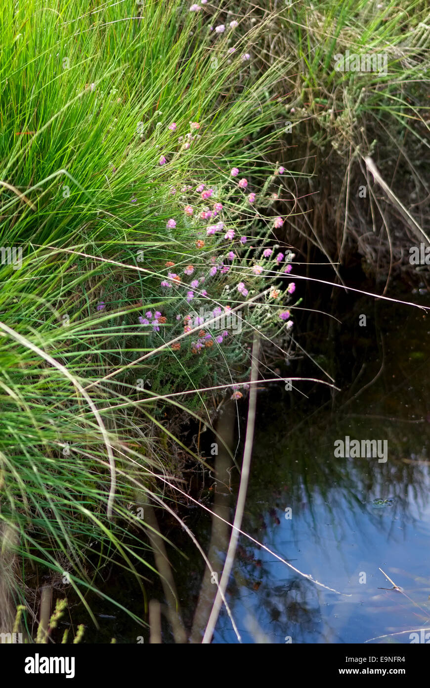 Moor landscape with plants Stock Photo - Alamy