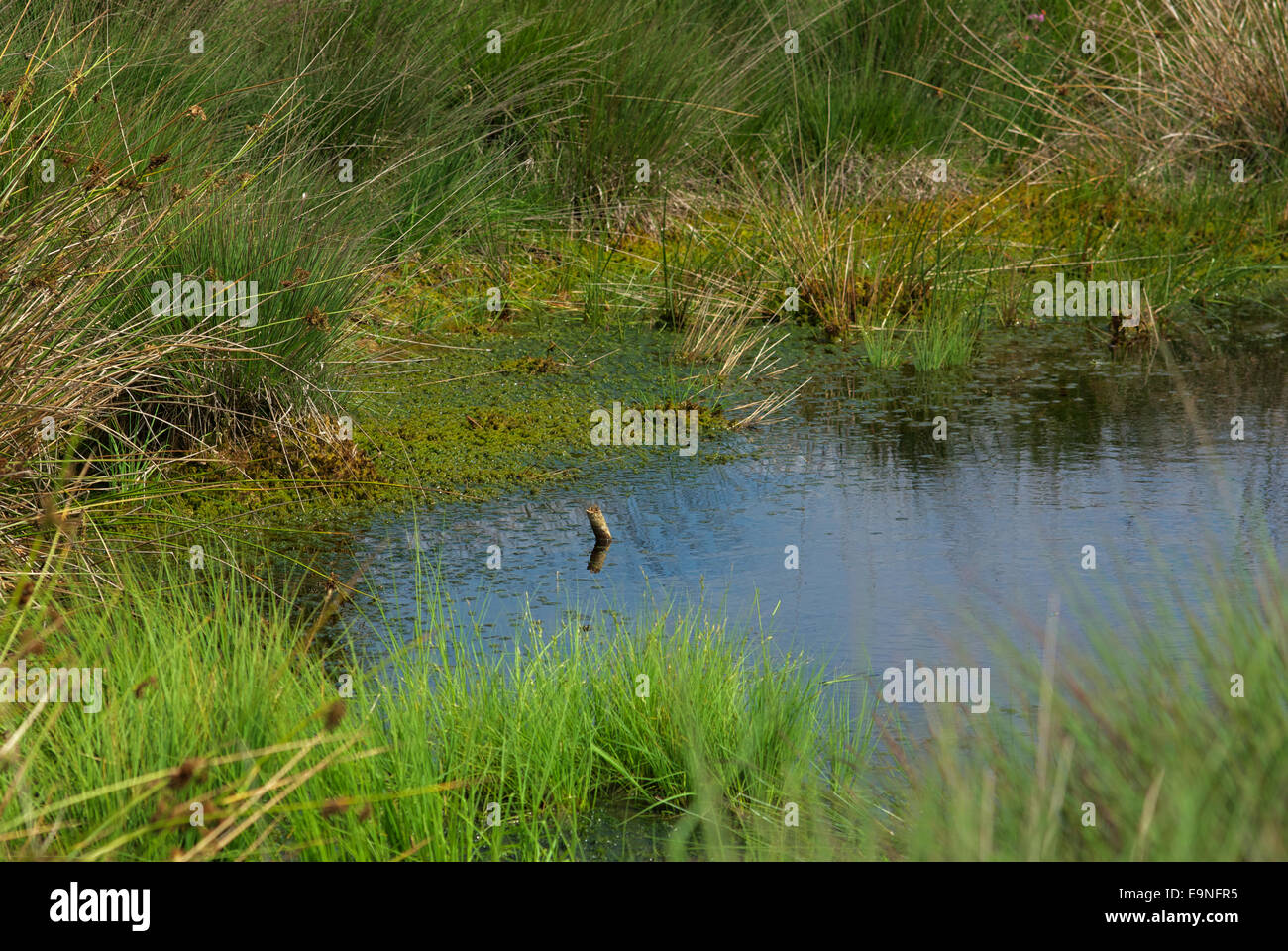Moor landscape with plants Stock Photo - Alamy