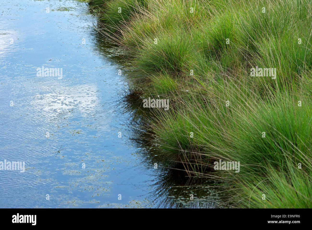 Moor landscape with plants Stock Photo - Alamy