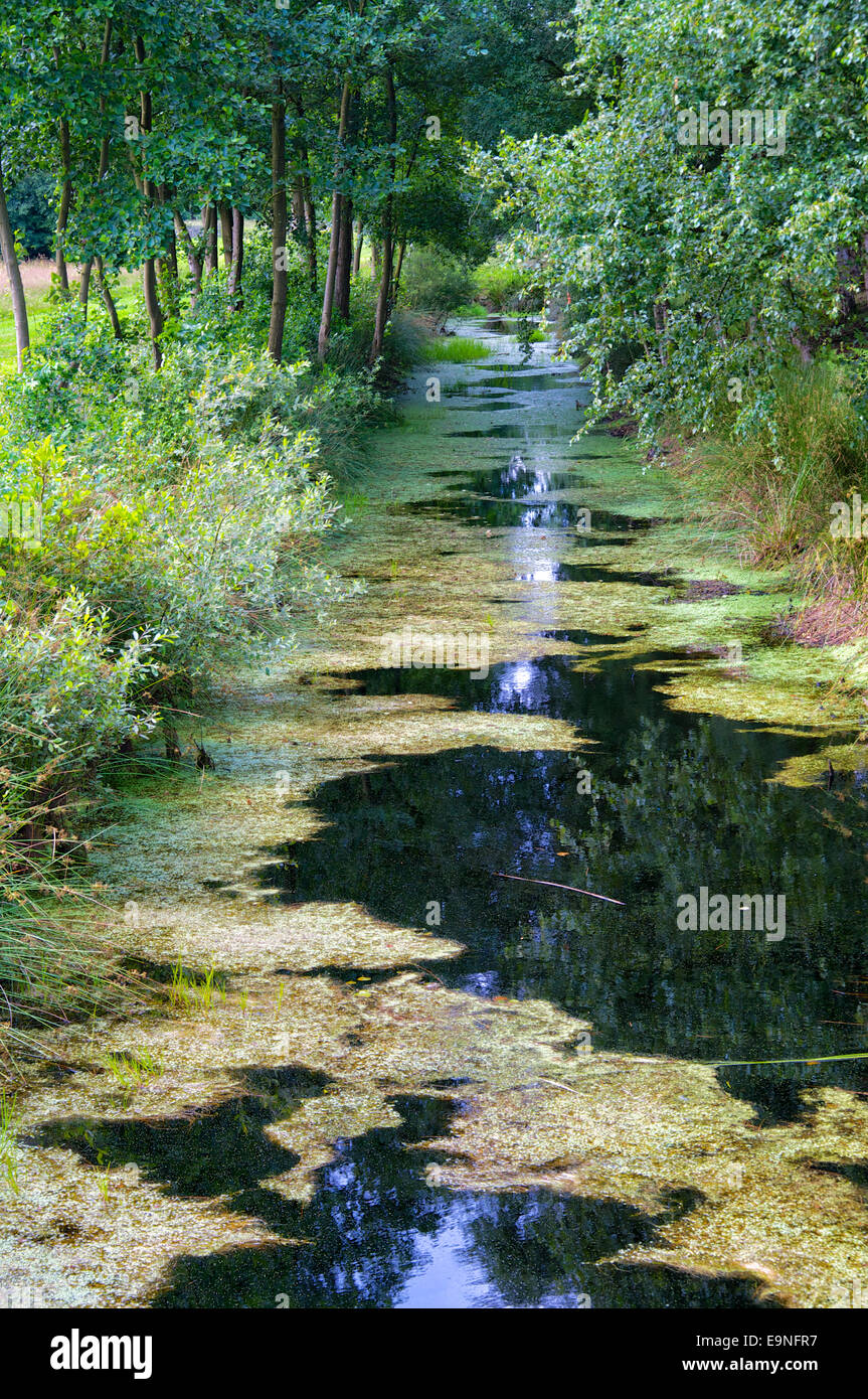 Moor landscape with plants Stock Photo - Alamy